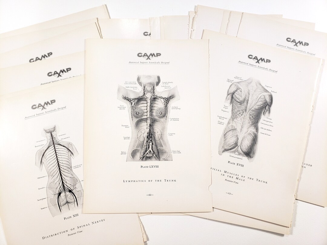 Medical Book Pages, Anatomy, 1940s Ephemera, Vintage Paper, Junk ...