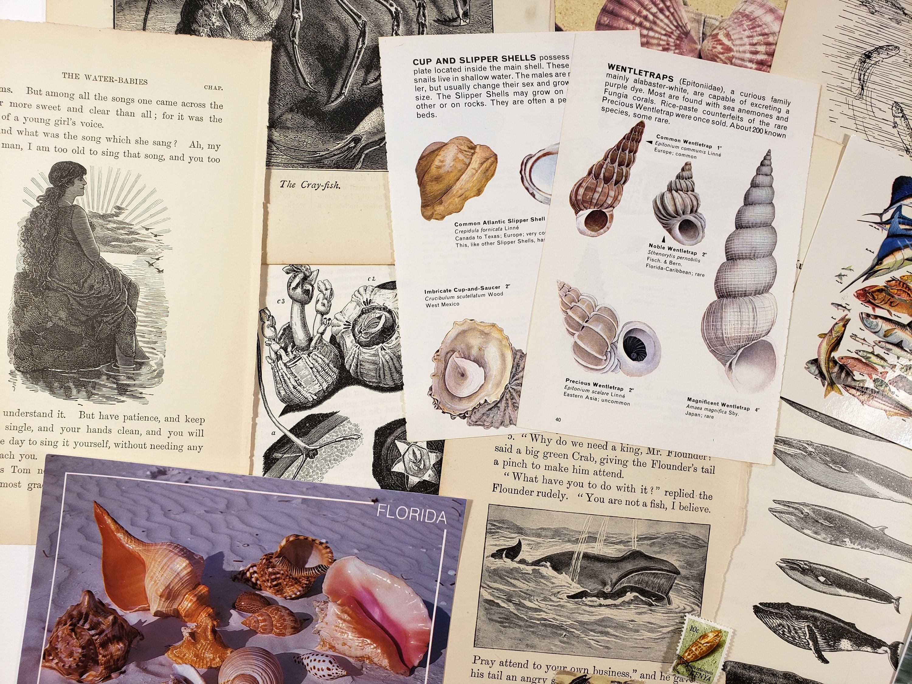 Seashells Ocean & Marine Life Vintage Ephemera Pack 25 - Etsy