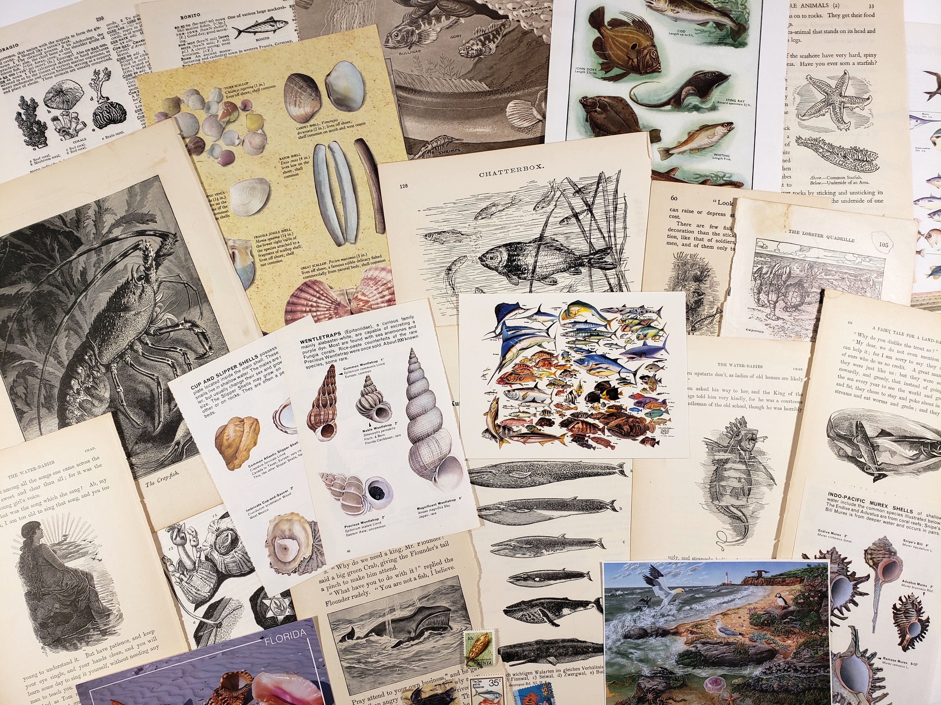 Seashells Ocean & Marine Life Vintage Ephemera Pack 25 - Etsy