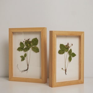 Plant Specimen Frame With Wild Strawberry. Herbarium With Natural Dried ...