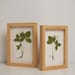 Plant Specimen Frame With Wild Strawberry. Herbarium With Natural Dried ...