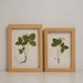 Plant Specimen Frame With Wild Strawberry. Herbarium With Natural Dried ...