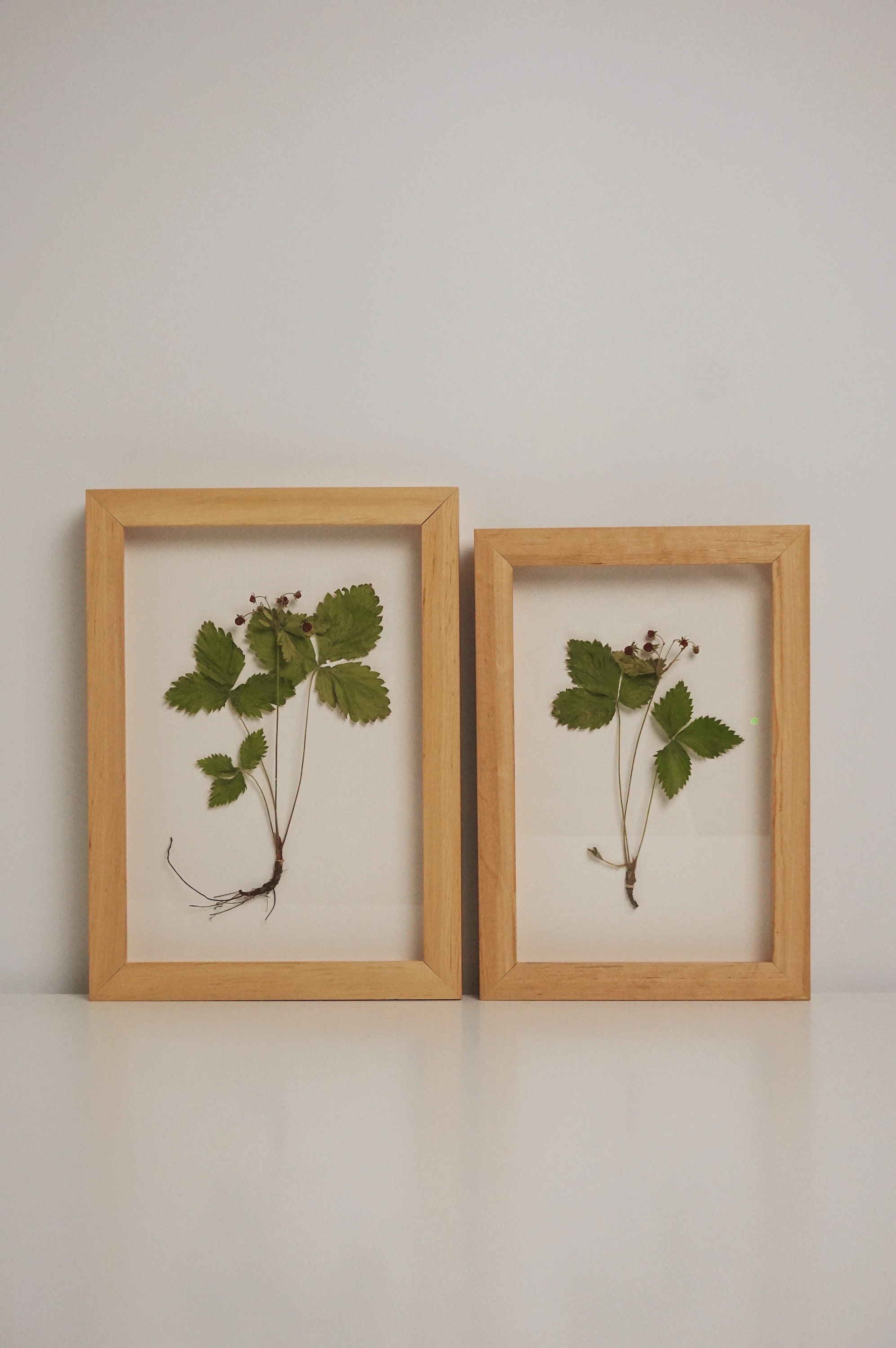 Plant Specimen Frame With Wild Strawberry. Herbarium With Natural Dried ...