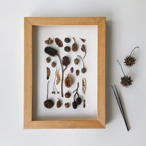 Herbarium With Natural Dried Plants. Plant Specimen Frame. 3D Nature ...