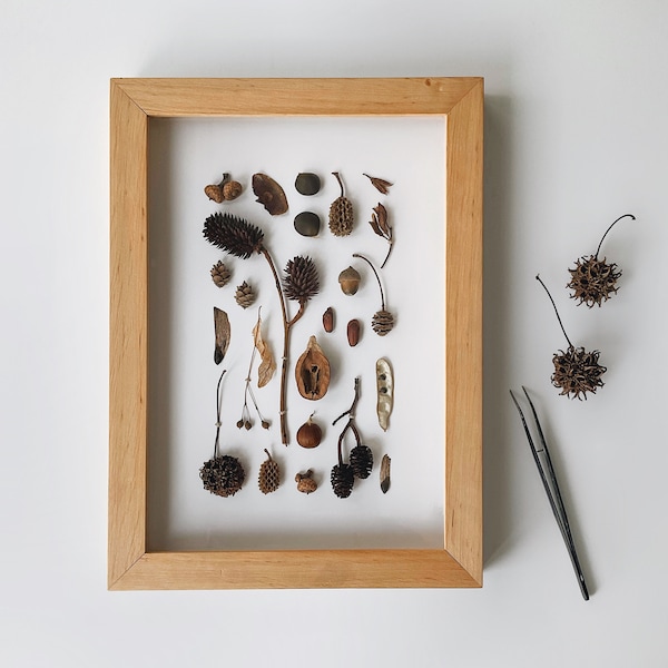 Herbarium Frame - Etsy