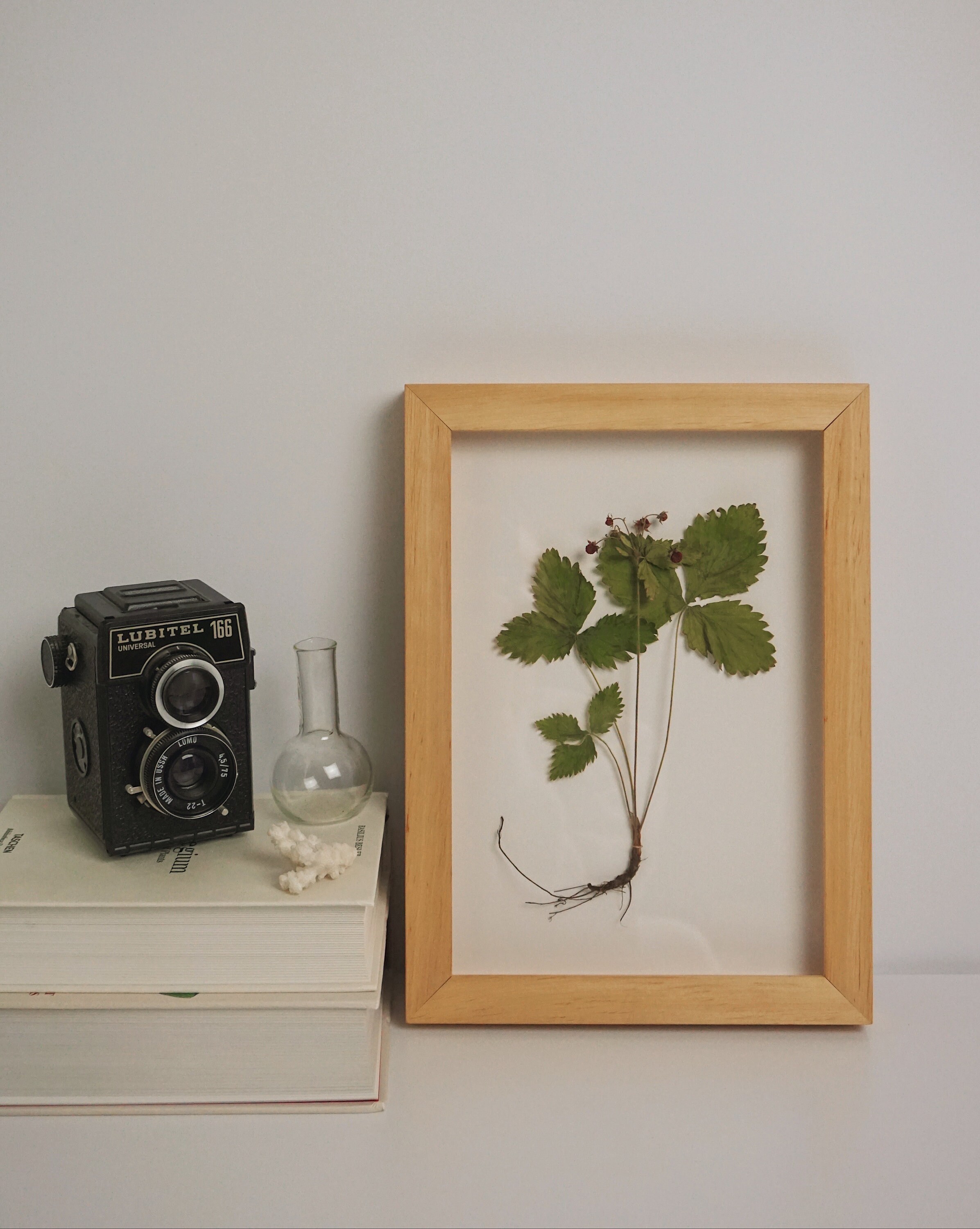 Plant Specimen Frame With Wild Strawberry. Herbarium With Natural Dried ...