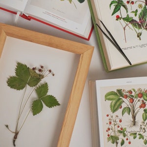 Plant Specimen Frame With Wild Strawberry. Herbarium With Natural Dried ...