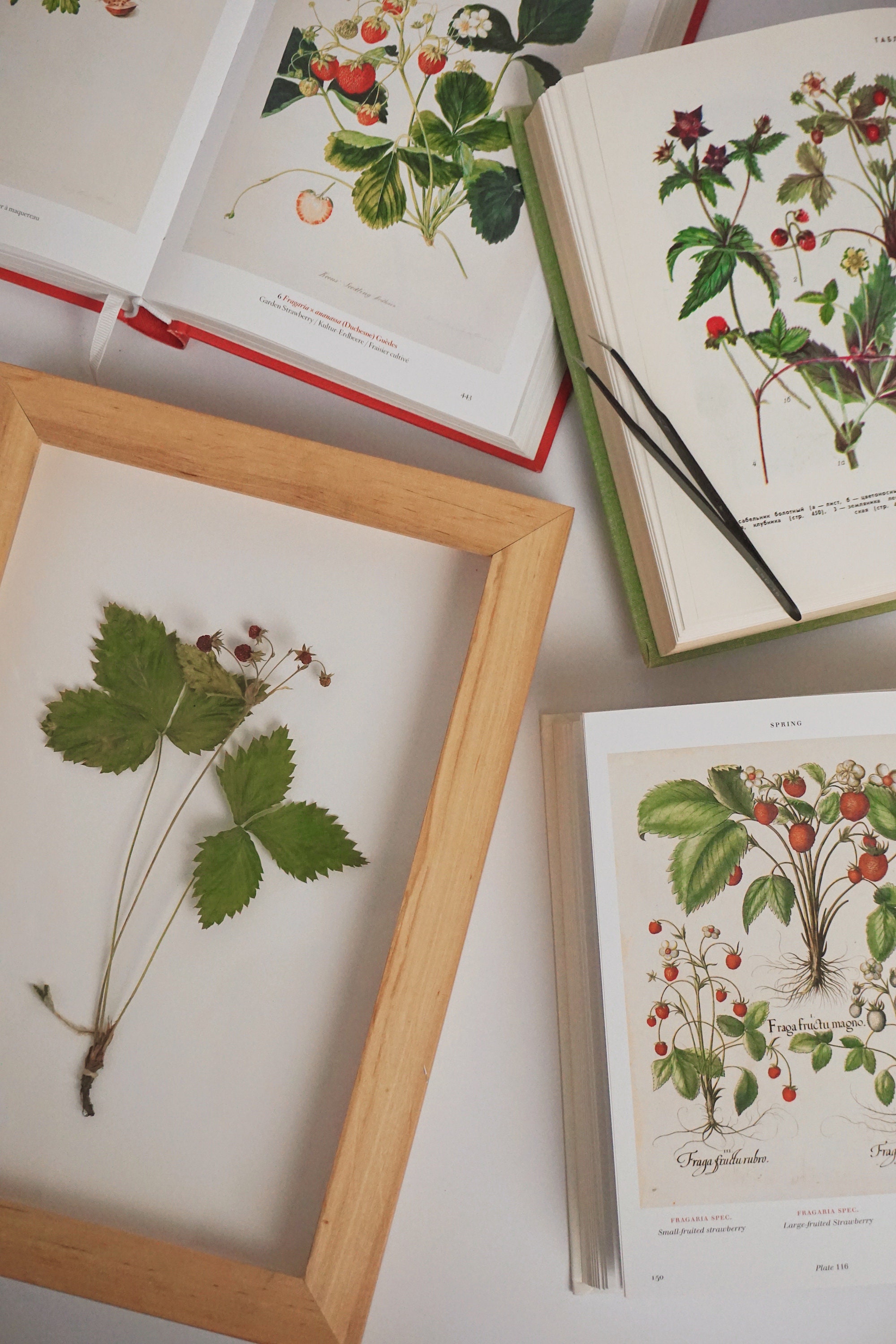 Plant Specimen Frame With Wild Strawberry. Herbarium With Natural Dried ...