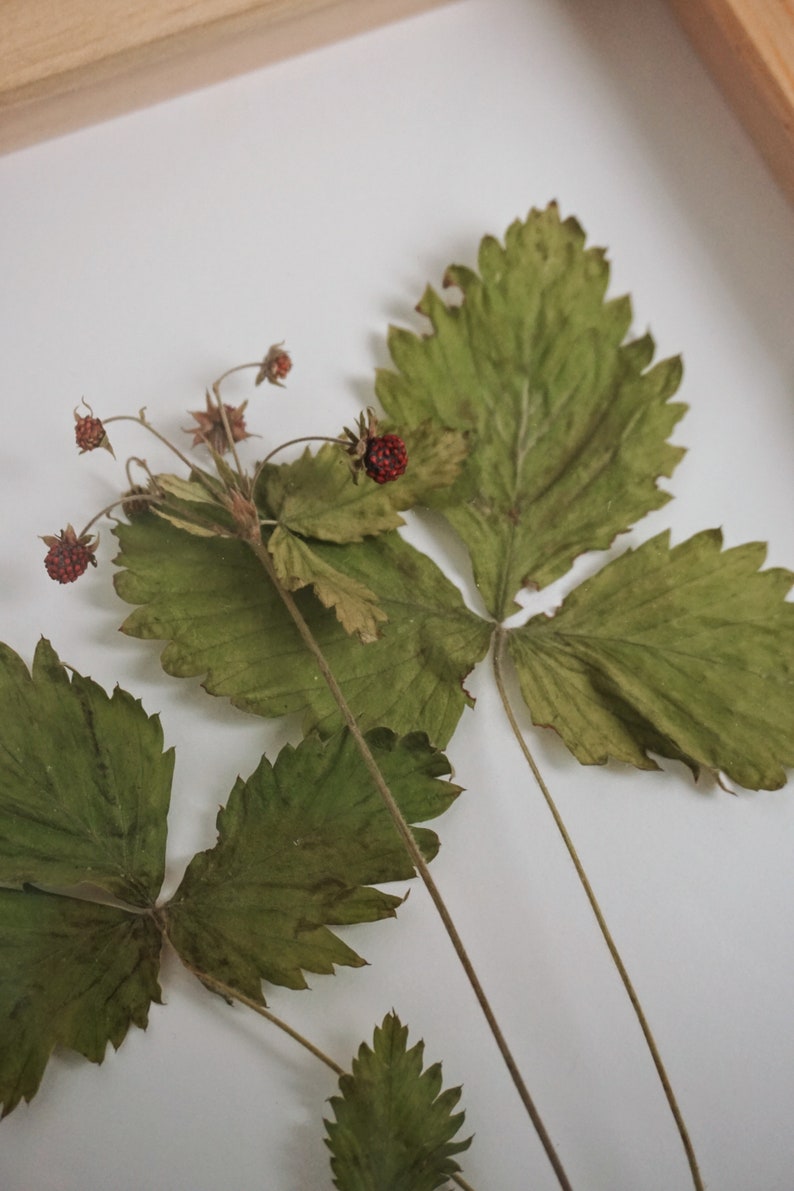 Plant Specimen Frame With Wild Strawberry. Herbarium With Natural Dried ...