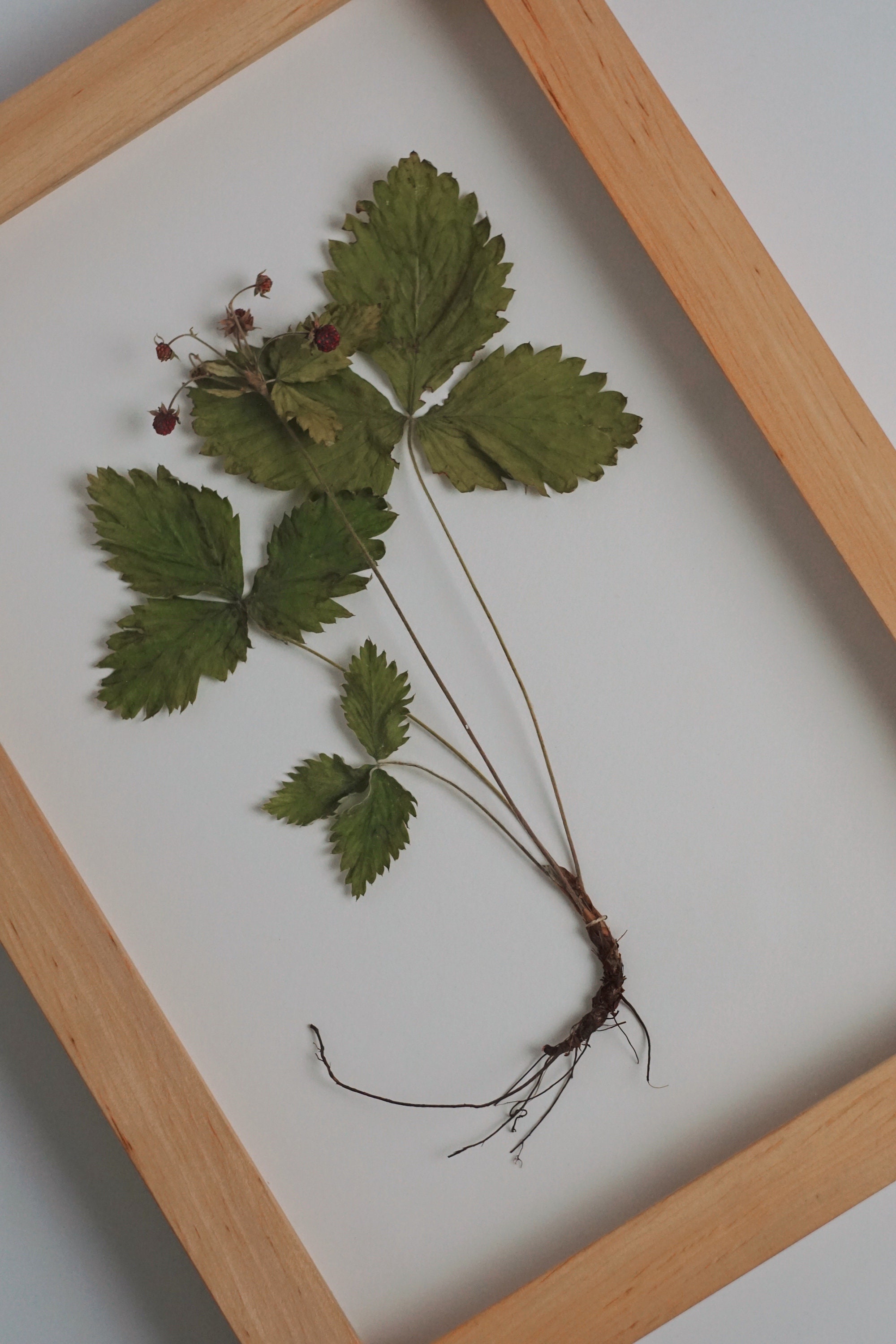 Plant Specimen Frame With Wild Strawberry. Herbarium With Natural Dried ...