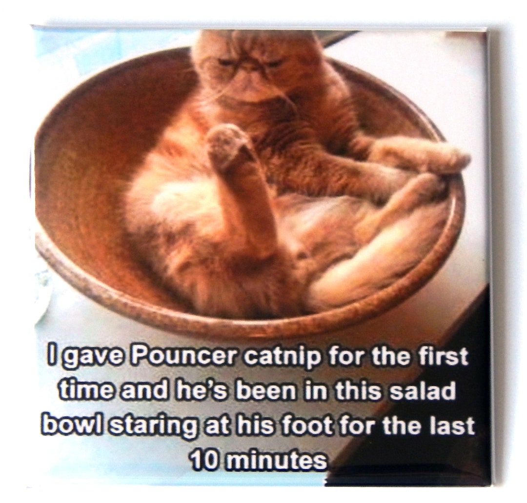 Cat Meme #47 Fridge Magnet - Etsy