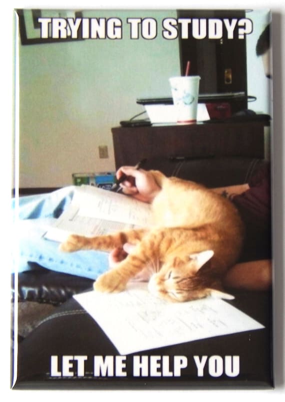 Studying Cat Meme