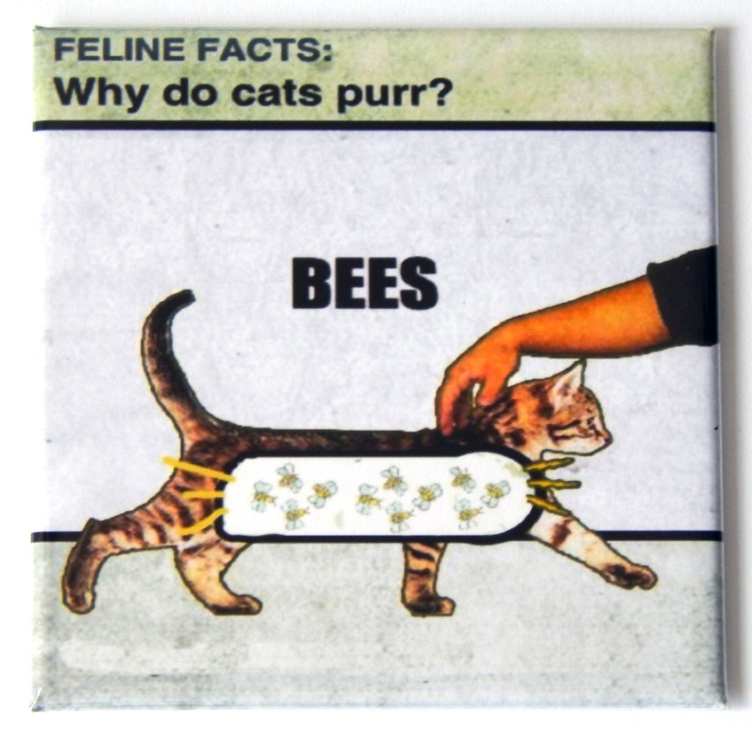 Cat Meme #2 Fridge Magnet - Etsy