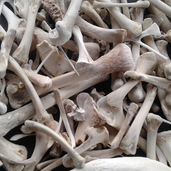 Bones Etsy