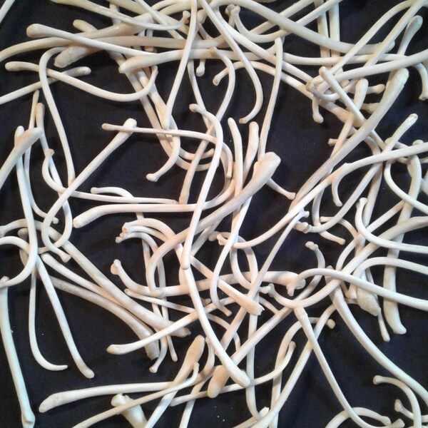 Coon Dick Toothpicks - Etsy