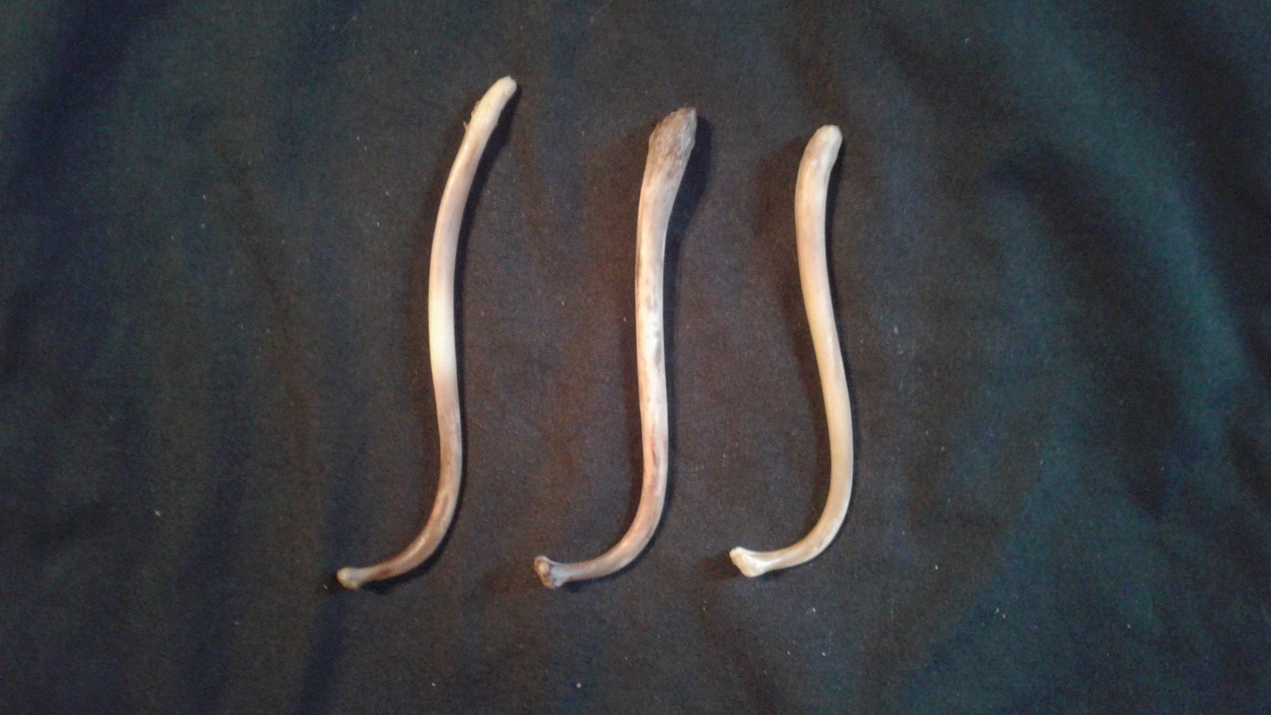 Raccoon Baculum Penis Bone Osteomancy Coon Pecker Dick Good - Etsy UK