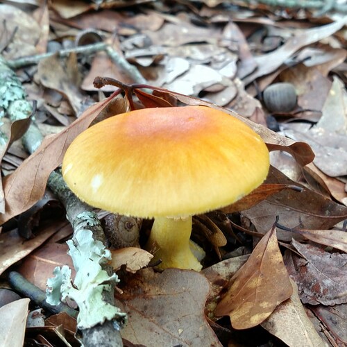 LoraliesOddities - Etsy