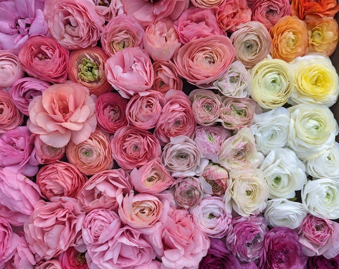 10 Tecolote Picotee Mix Ranunculus Corms / Cut Flower Garden / Fall ...