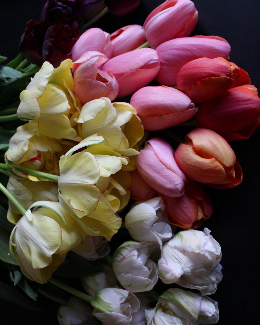 Tulip Bulbs pink Vision Parrot / Fall Planted Bulbs for Spring Flowers ...