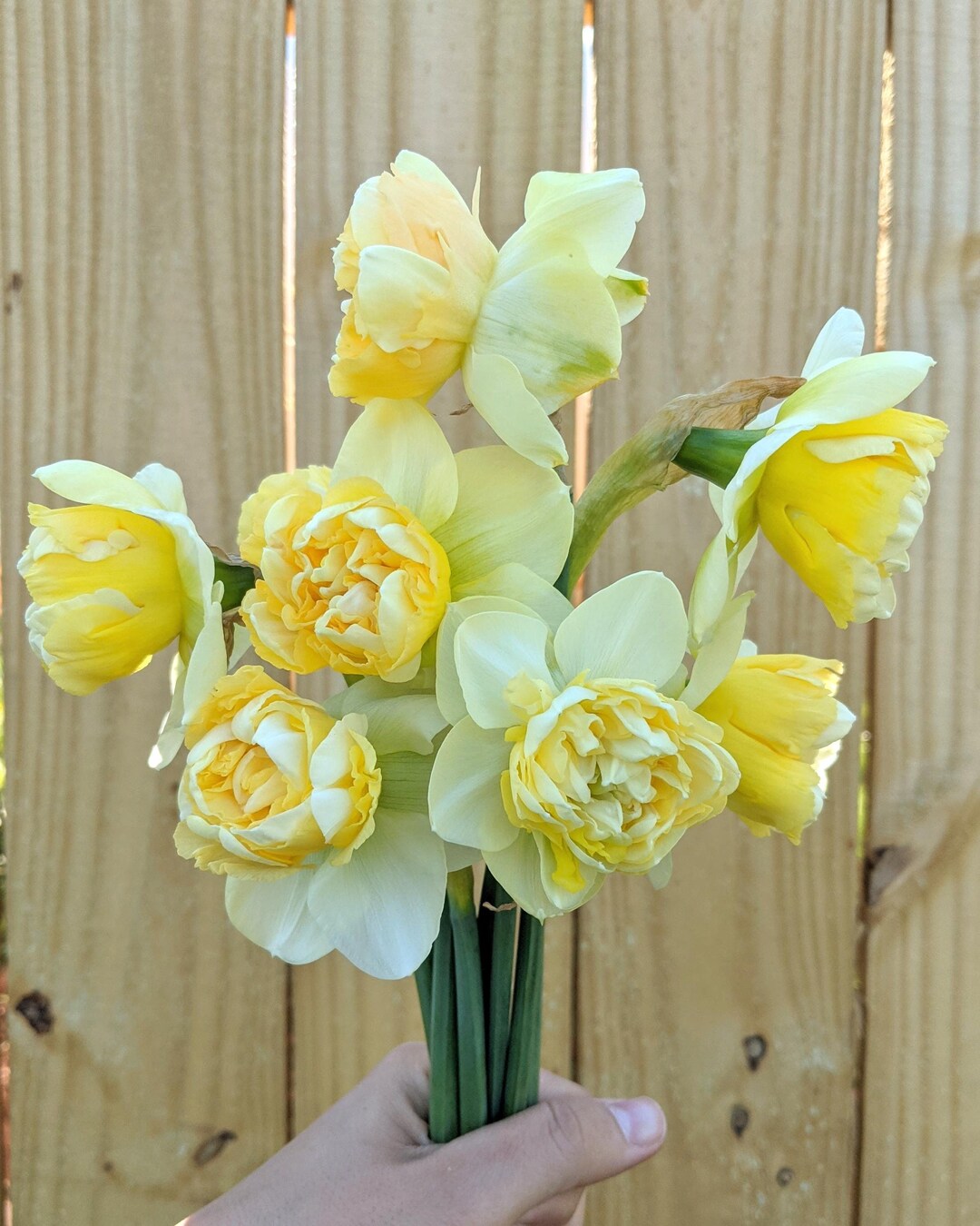 Daffodil art Design Bulbs / Fall Planted Bulbs for Spring Flowers / Cut ...