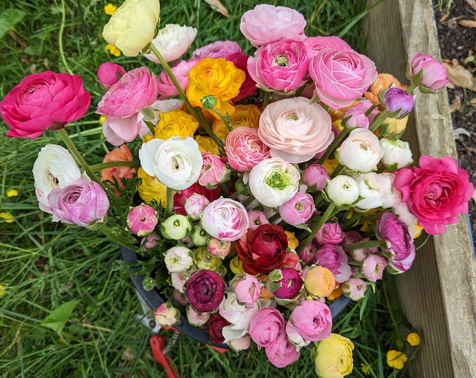 La Belle Ranunculus Corms / Cut Flower Garden / Fall, Winter, or Spring ...