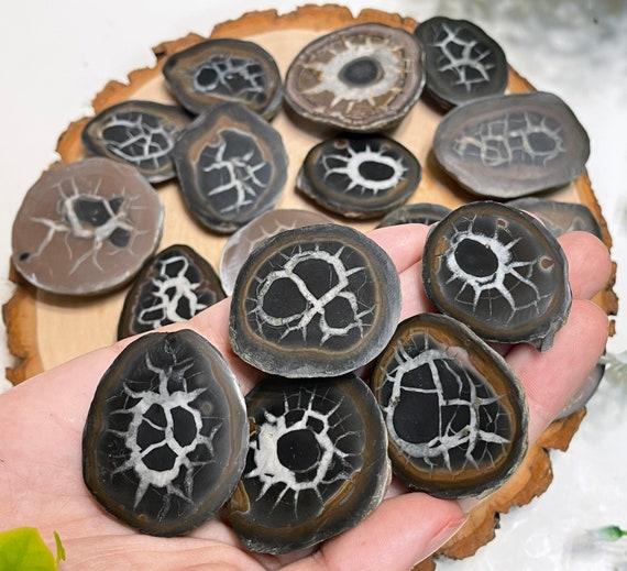 Septarian Nodule Slices Spider Septarian - Etsy