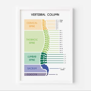 SPINE POSTER, Spinal Column, Human Spine, Anatomy Art, Vertebral Column ...