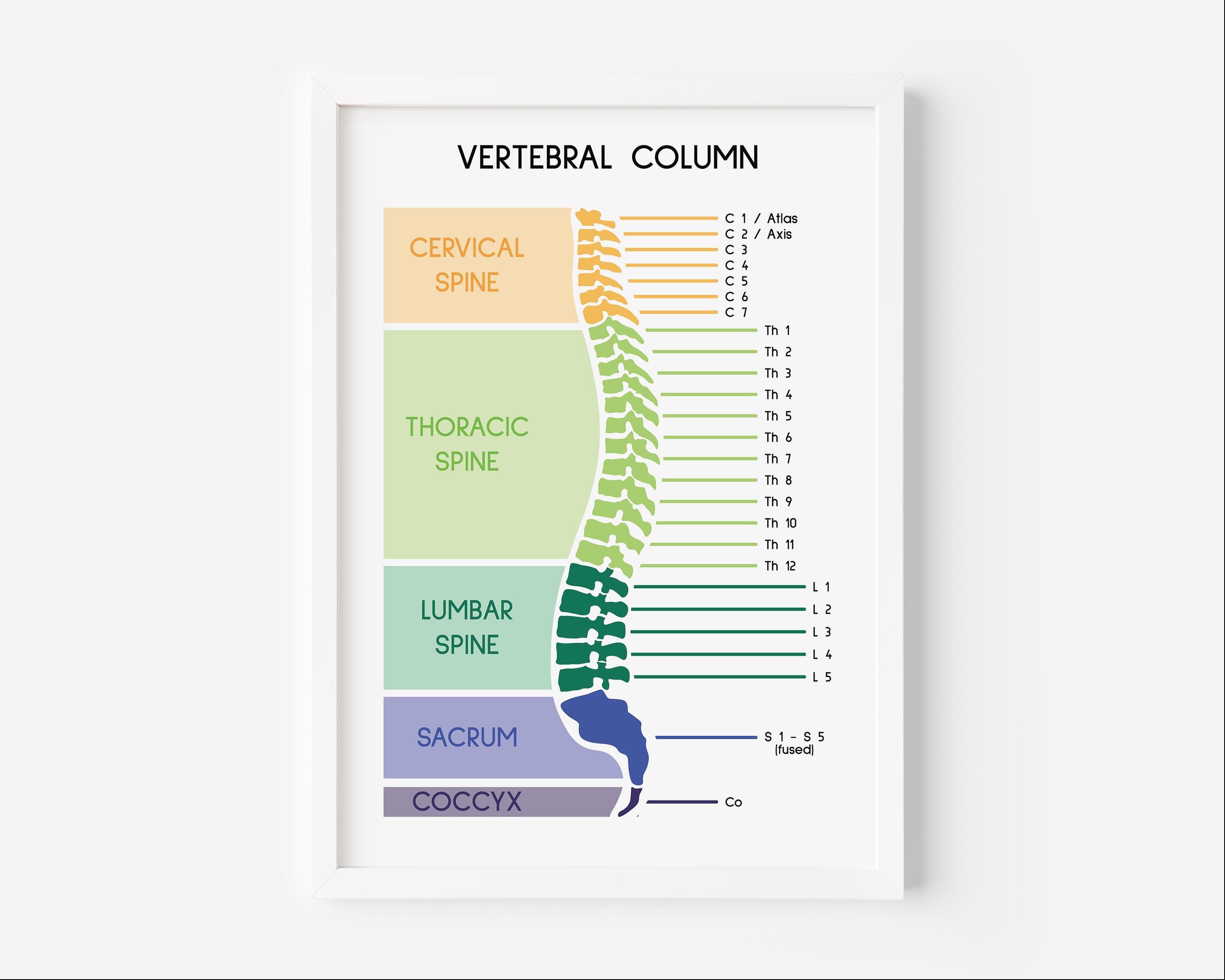 SPINE POSTER, Spinal Column, Human Spine, Anatomy Art, Vertebral Column ...