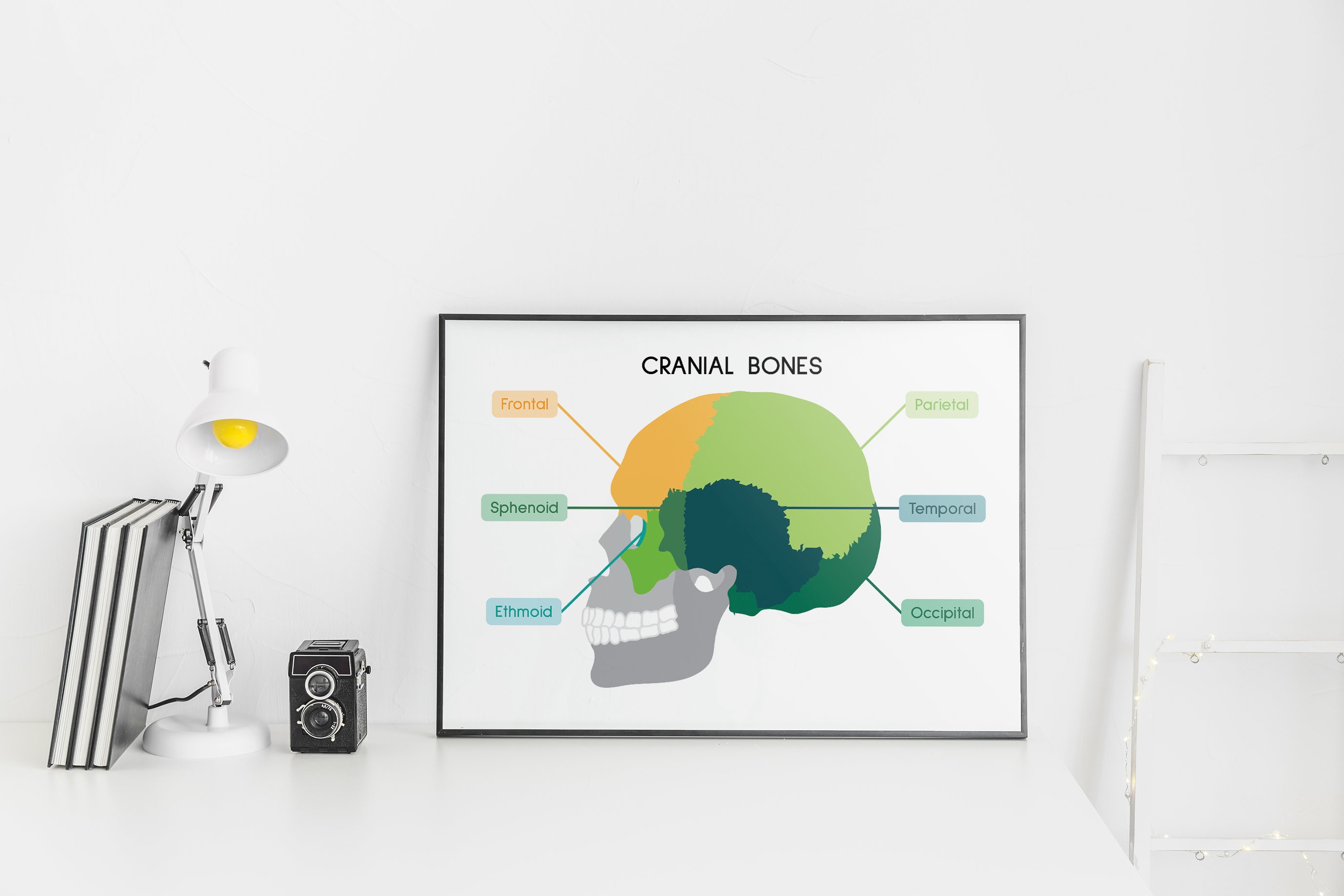 SKULL POSTER, Cranial Bones, Green, Human Anatomyt, Learning Anatomy ...