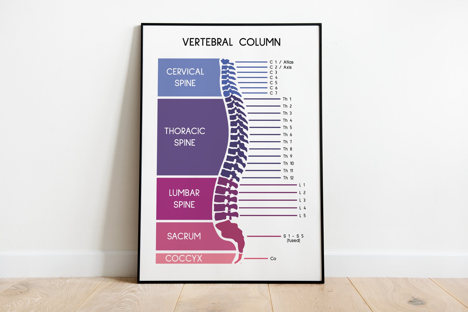 SPINE POSTER, Spinal Column, Human Spine, Anatomy Art, Vertebral Column ...