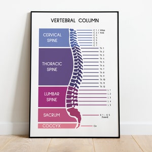 SPINE POSTER, Spinal Column, Human Spine, Anatomy Art, Vertebral Column ...