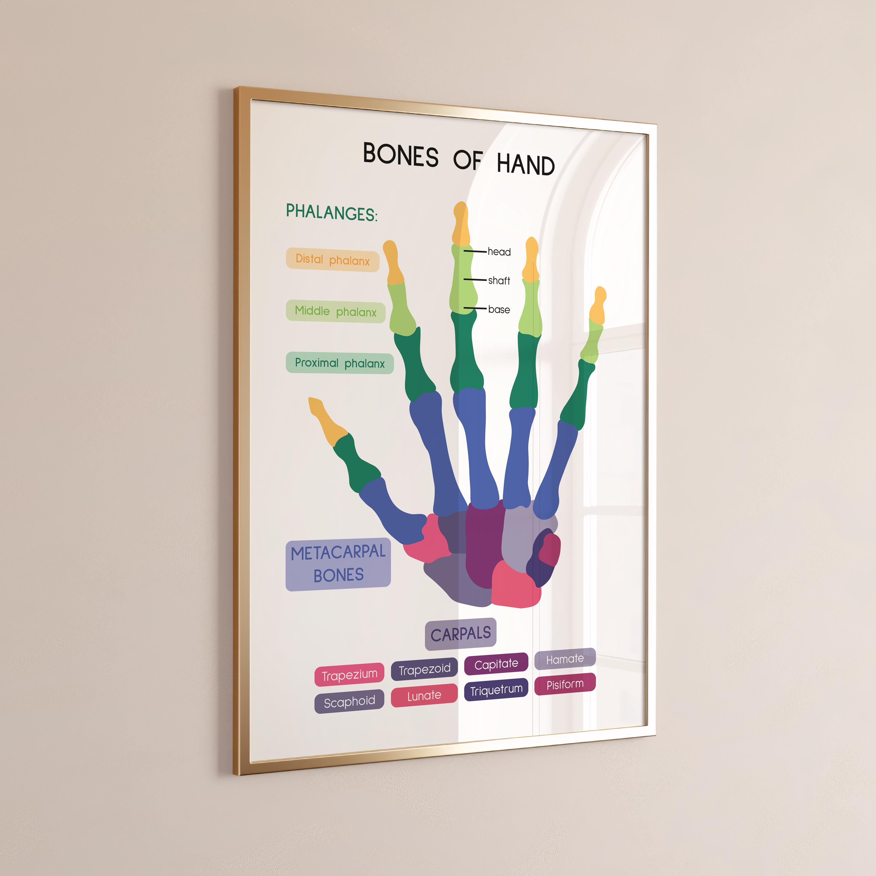 HAND BONES POSTER, Bones of Hand, Human Anatomy, Learning Anatomy ...