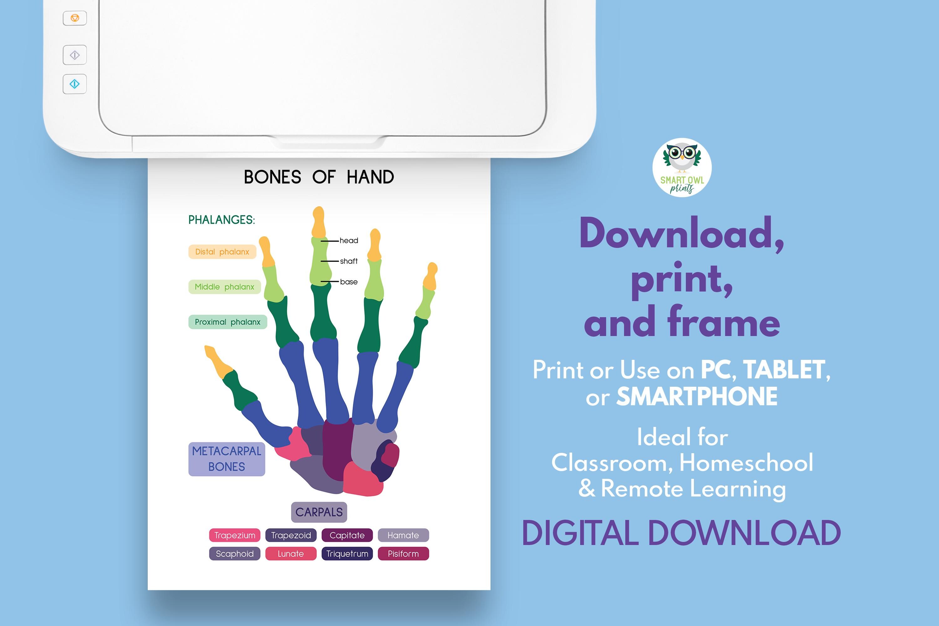 HAND BONES POSTER, Bones of Hand, Human Anatomy, Learning Anatomy ...