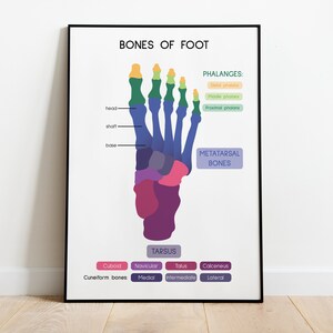 FOOT BONES POSTER Bones of foot Human Anatomy Learning | Etsy