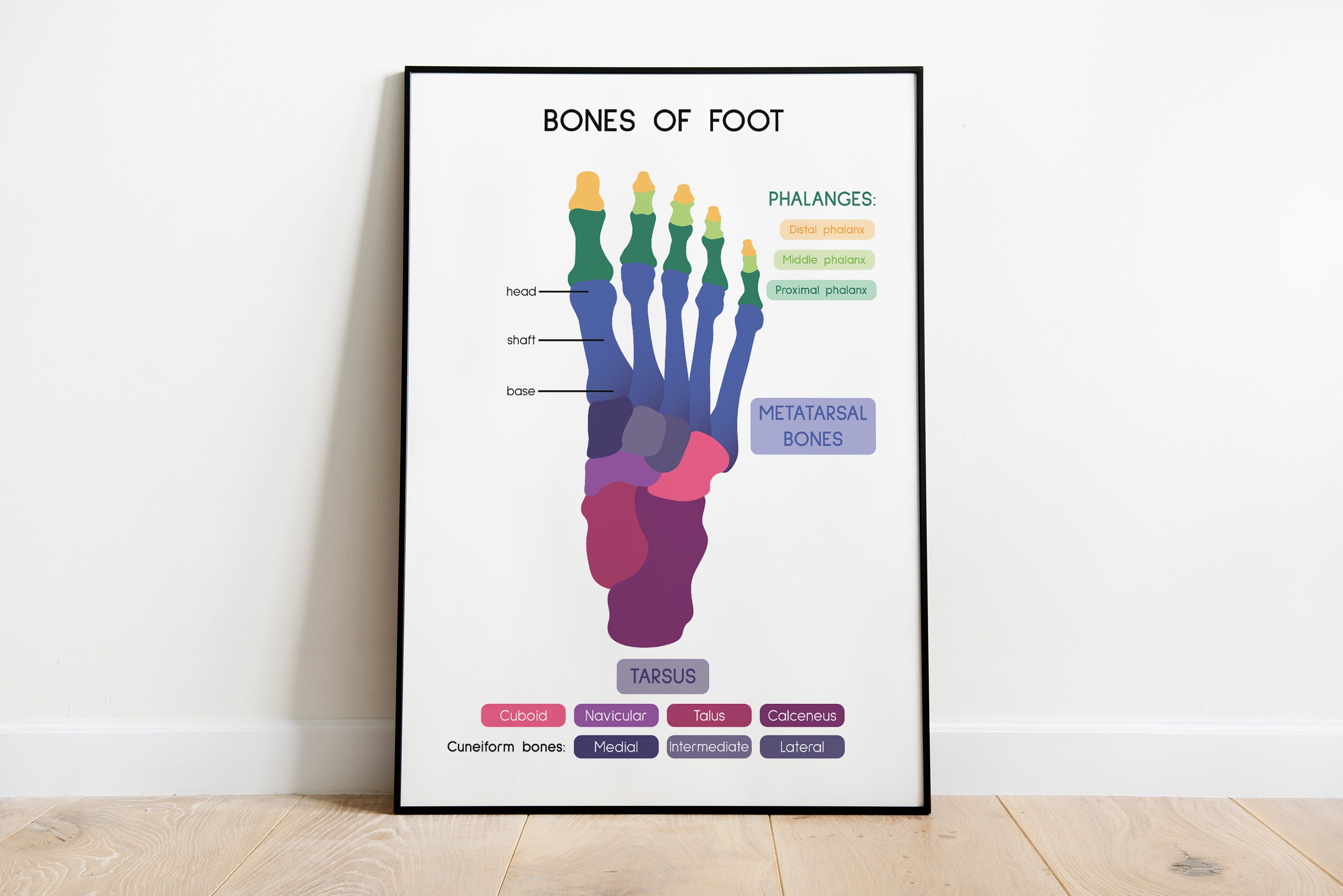 FOOT BONES POSTER, Bones of Foot, Human Anatomy, Learning Anatomy ...