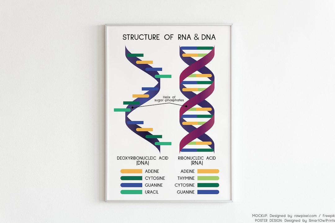 RNA and DNA POSTER Structure of Dna and Rna Biology Art - Etsy