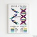 RNA and DNA POSTER, Structure of Dna and Rna, Biology Art Print ...