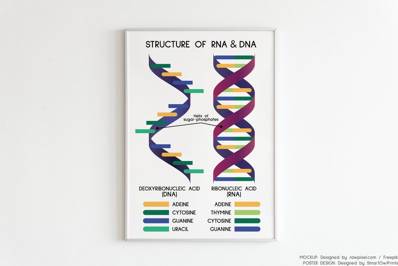 RNA and DNA POSTER, Structure of Dna and Rna, Biology Art Print ...