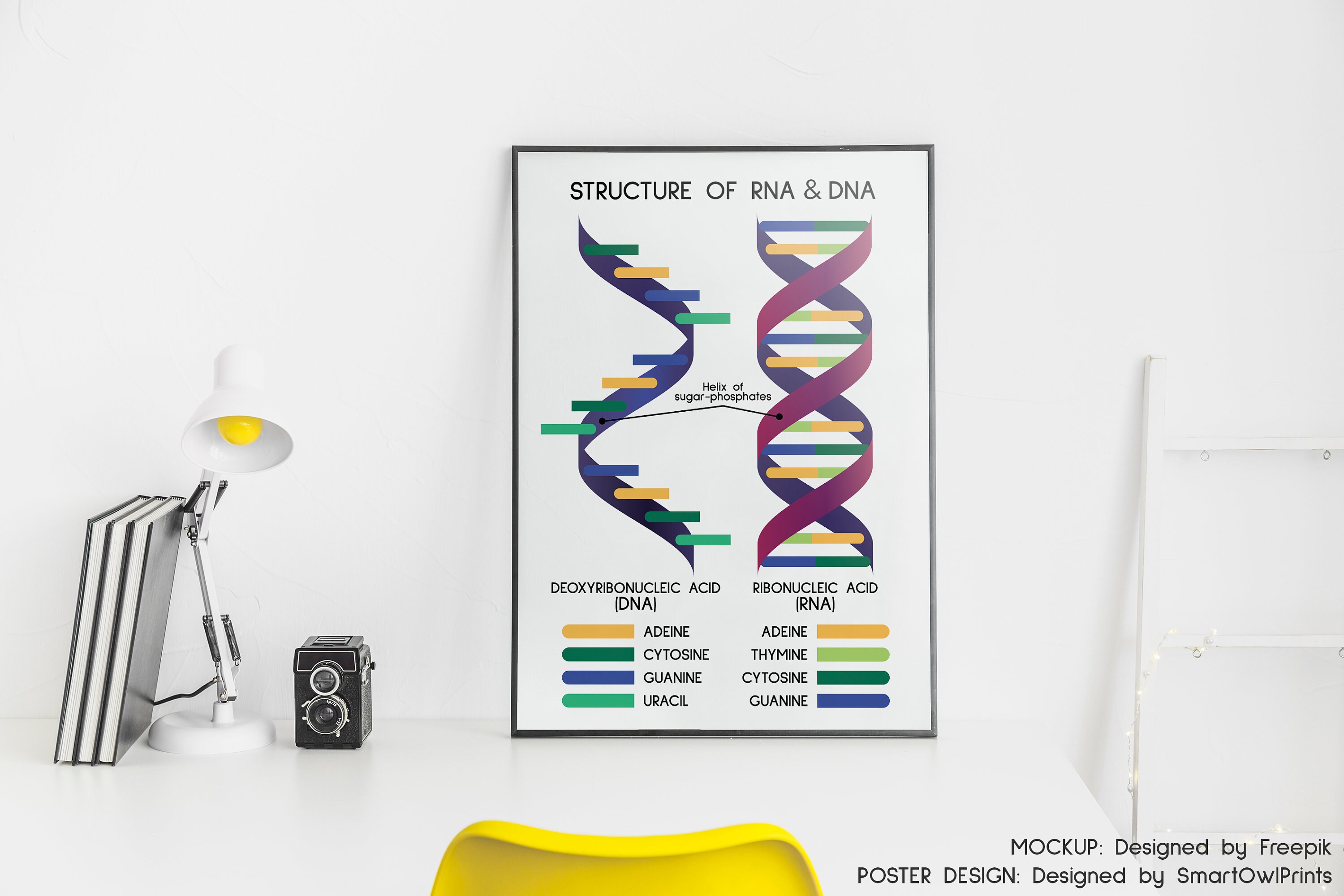 RNA and DNA POSTER, Structure of Dna and Rna, Biology Art Print ...
