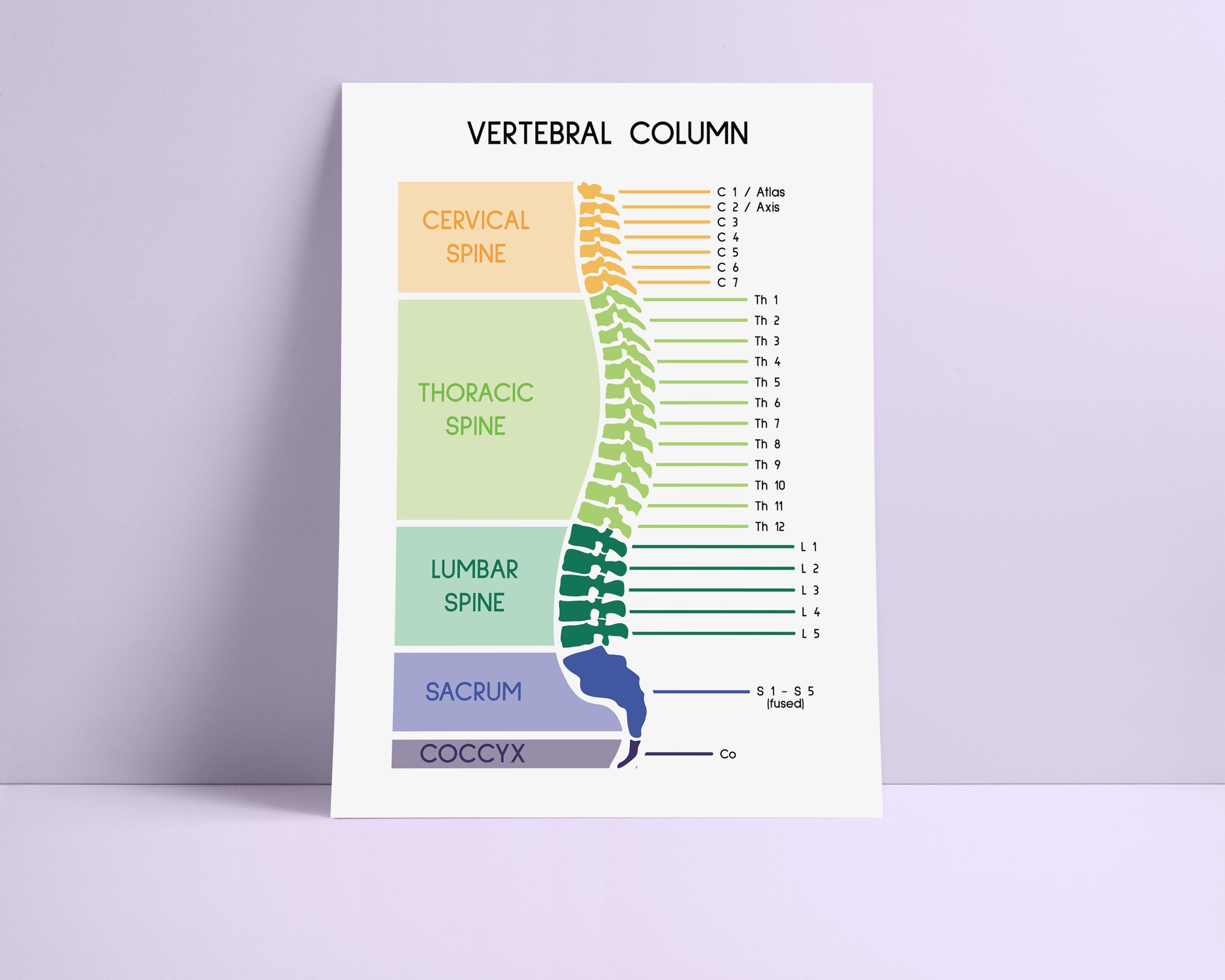 SPINE POSTER, Spinal Column, Human Spine, Anatomy Art, Vertebral Column ...