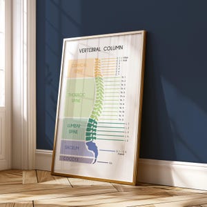 SPINE POSTER, Spinal Column, Human Spine, Anatomy Art, Vertebral Column ...