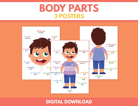 Parts Of The Face In Spanish