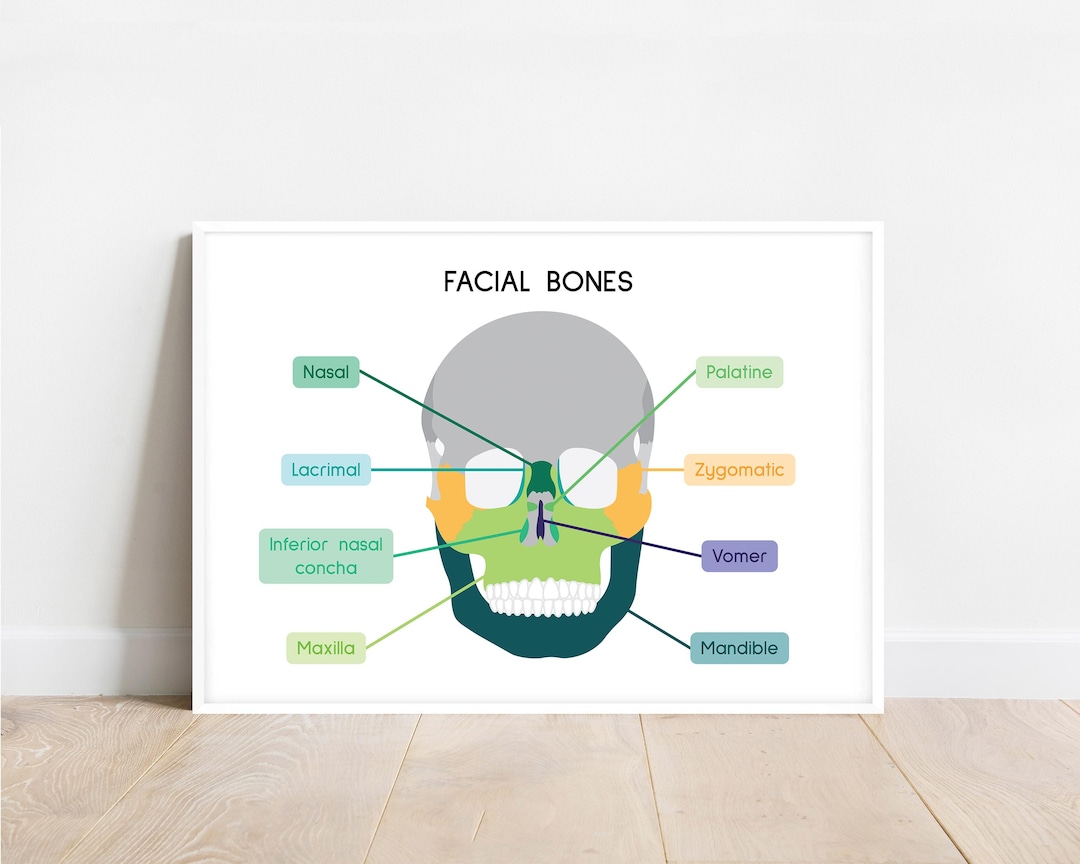 FACIAL SKULL POSTER Green, Facial Bones, Human Anatomy, Anatomy Art ...