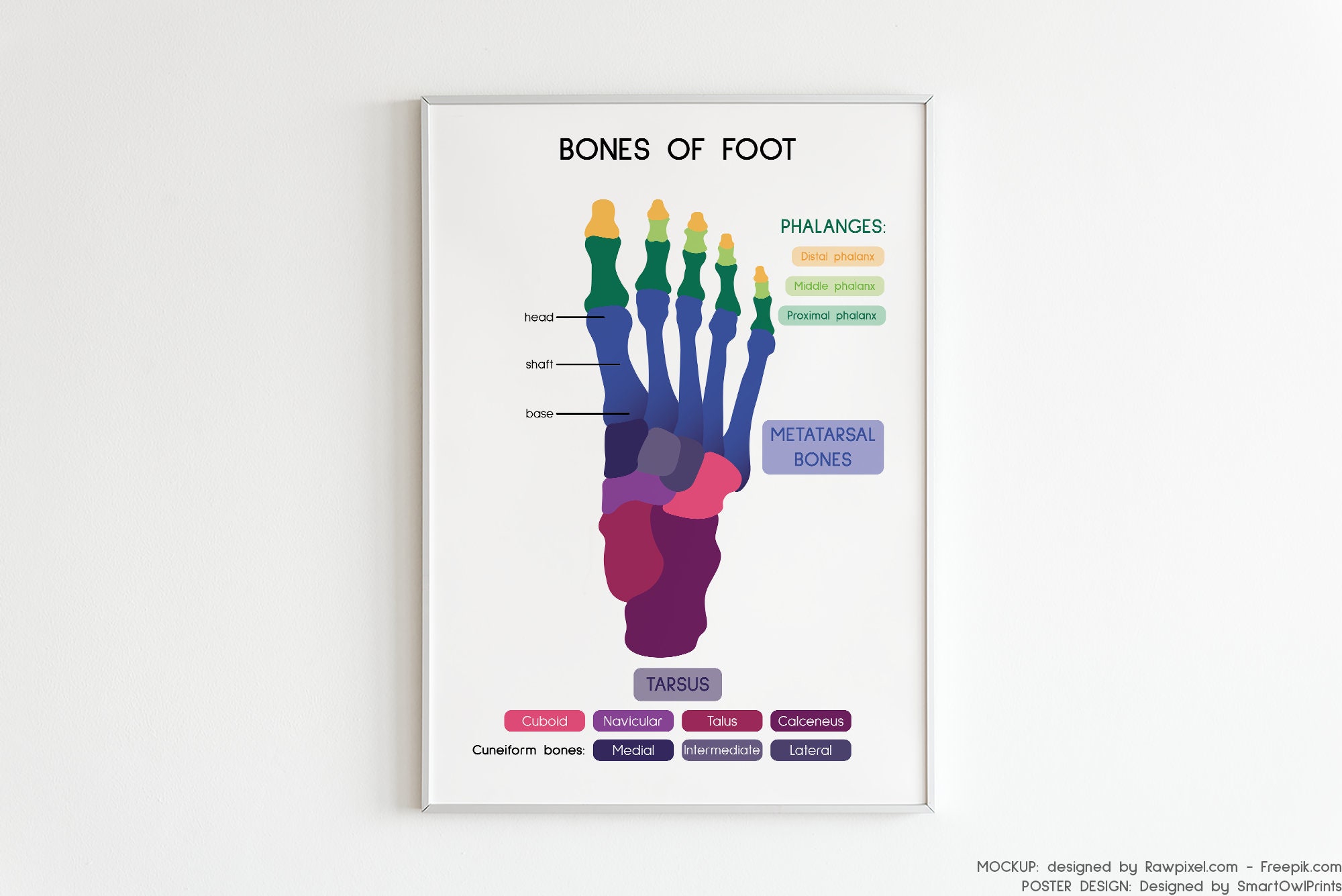 FOOT and HAND BONES Set of 2 Posters, Human Anatomy, Learning Anatomy ...