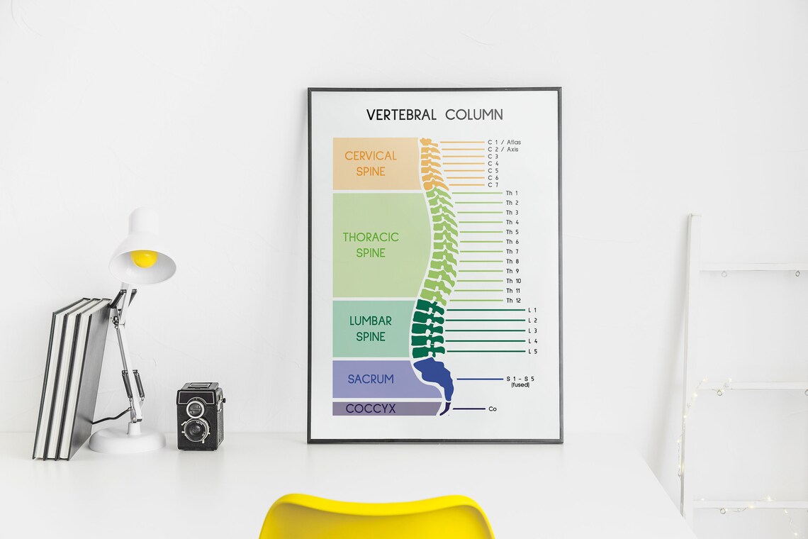SPINE POSTER Spinal Column Human Spine Anatomy Art - Etsy