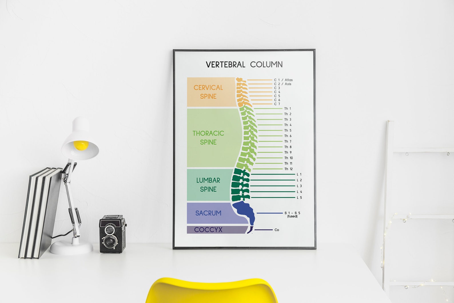 SPINE POSTER, Spinal Column, Human Spine, Anatomy Art, Vertebral Column ...
