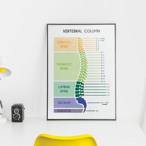 SPINE POSTER, Spinal Column, Human Spine, Anatomy Art, Vertebral Column ...