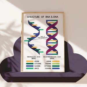 RNA and DNA POSTER, Structure of Dna and Rna, Biology Art Print ...