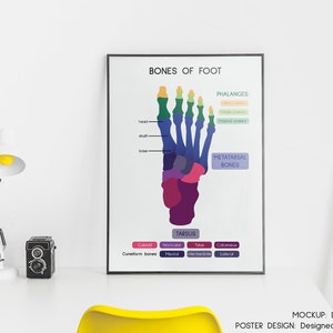 FOOT and HAND BONES Set of 2 Posters, Human Anatomy, Learning Anatomy ...