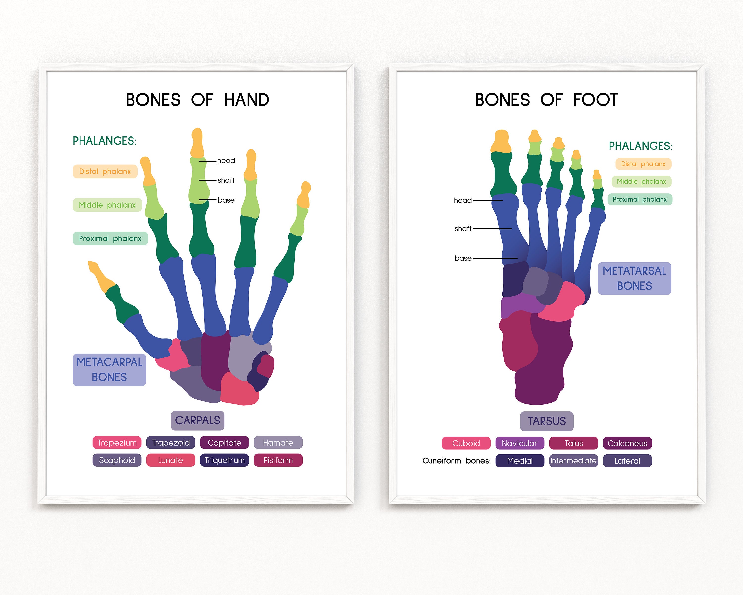 FOOT and HAND BONES - Set of 2 Posters, Human Anatomy, Learning Anatomy ...